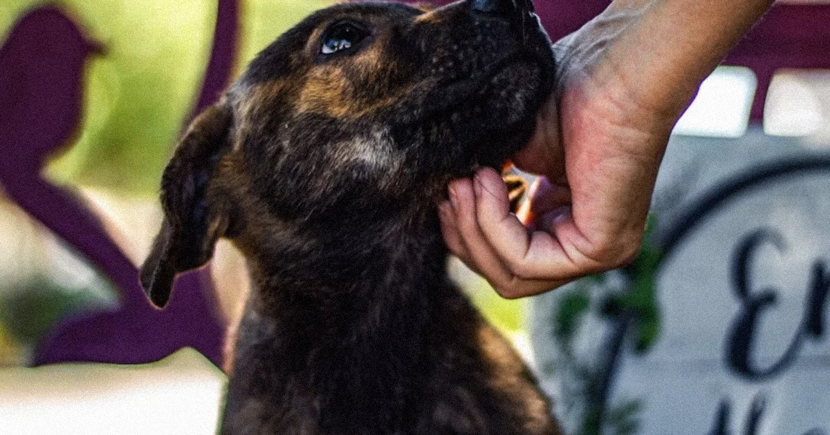 El arte de salvar una vida: Por qué la adopción es el mayor acto de ...