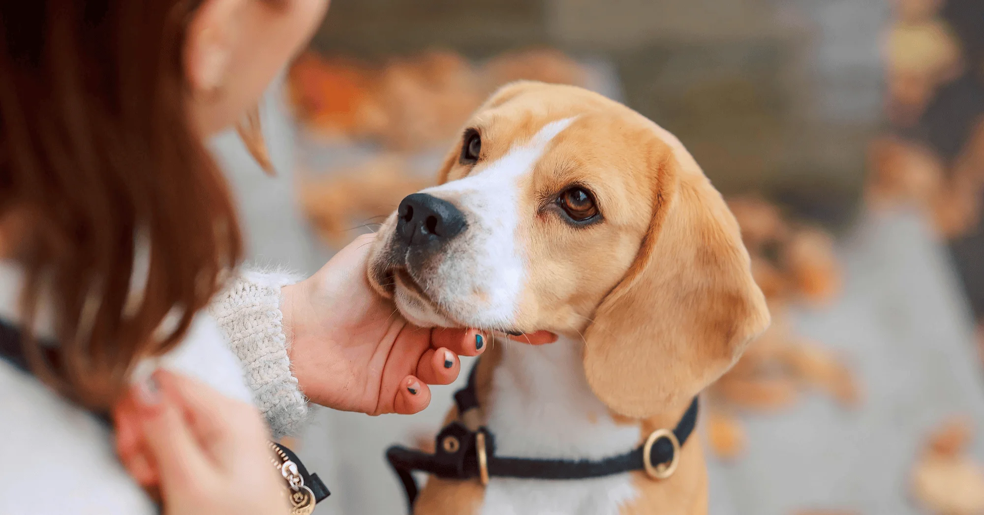 According to AI: The 7 most beautiful dog breeds