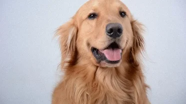 20 classic dog names that vets love to hear (they never get tired of them)