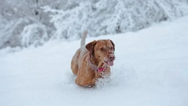Love Staying Active? These 10 Dog Breeds Might Be Your Perfect Workout ...