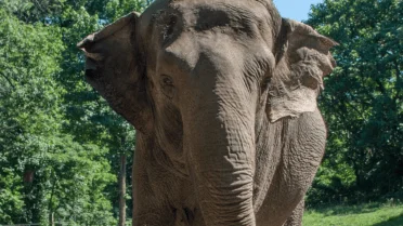 Bronx Zoos beloved elephant Happy dies at 55 after decades in the spotlight