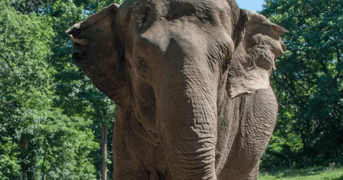 Bronx Zoos beloved elephant Happy dies at 55 after decades in the spotlight