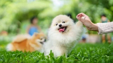 Why your dog gives you his paw without you asking: the meaning ...