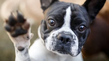Why your dog gives you his paw without you asking: the meaning ...