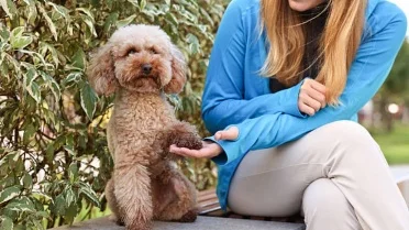 Why your dog gives you his paw without you asking: the meaning ...