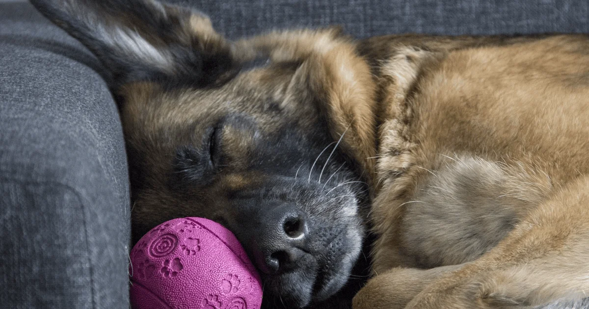 What do dogs dream about when they sleep? Experts reveal what they think