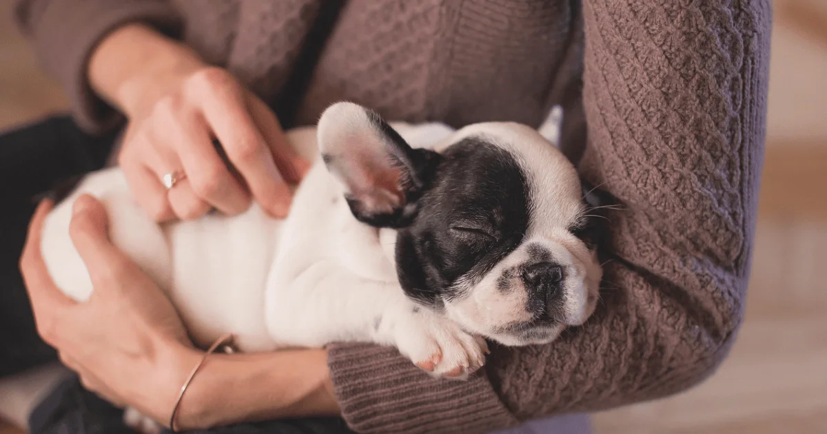 9 Meaningful Names for Small Dogs: An Elegant Guide for Pet Owners