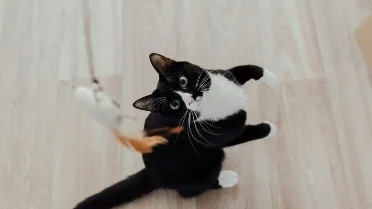 The Silent Language of Feline Affection: 8 Signs Your Cat Deeply Loves You