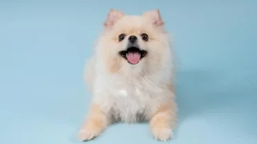 According to AI: The 7 most beautiful dog breeds