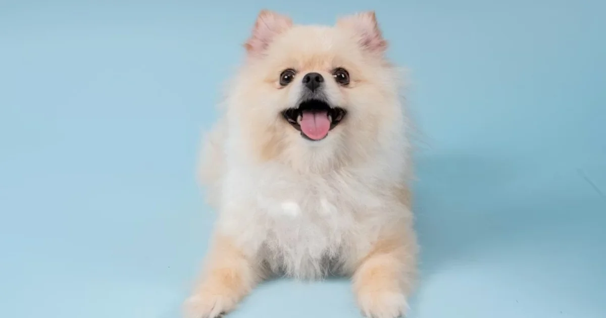 15 small dog breeds that learn tricks surprisingly fast