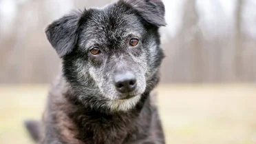SPCA International reveals the most important ways to prevent pet ...