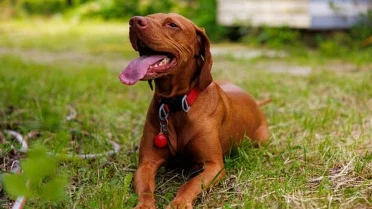 SPCA International reveals the most important ways to prevent pet ...