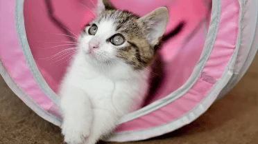 Your cat talks to you every day: here's how to understand its 10 signals