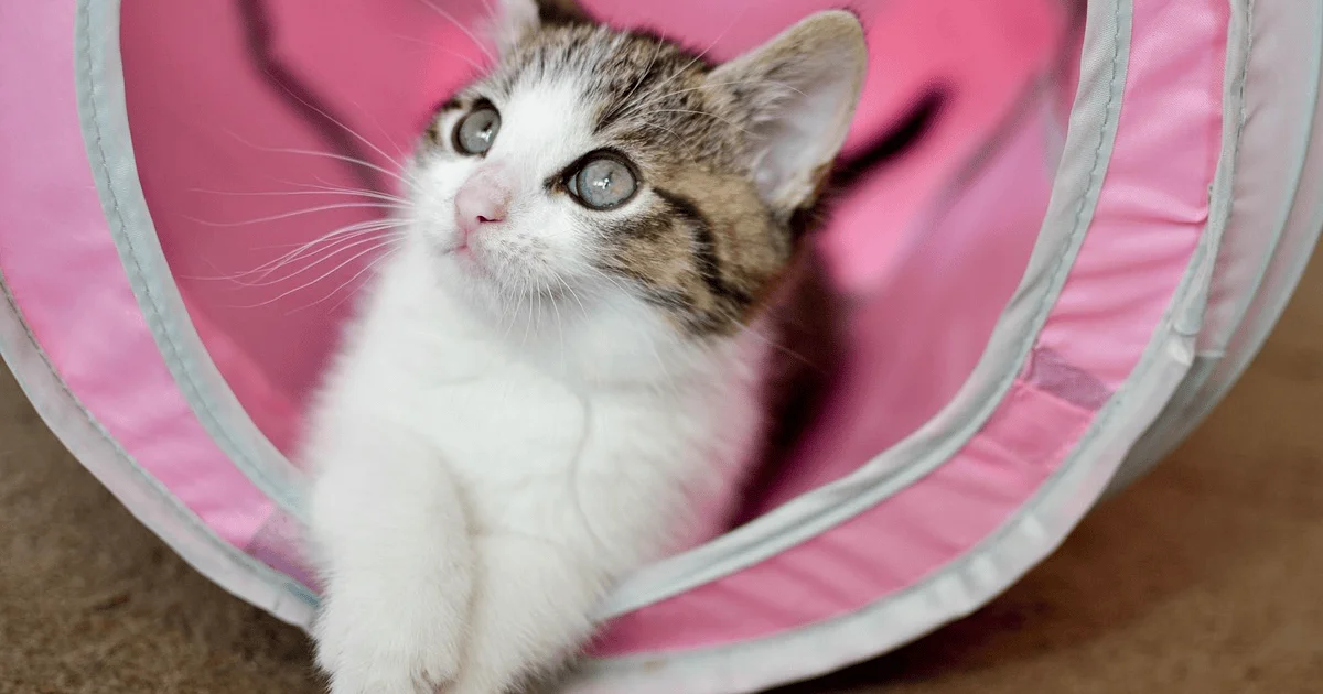 Your cat talks to you every day: here's how to understand its 10 signals