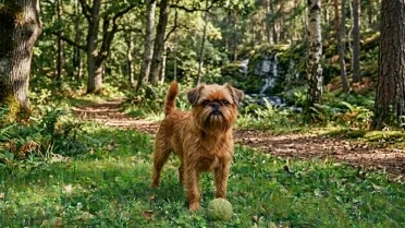 These "Ugly" Dog Breeds Are Actually Some of the Most Lovable Pets