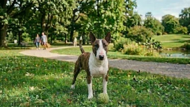 These "Ugly" Dog Breeds Are Actually Some of the Most Lovable Pets