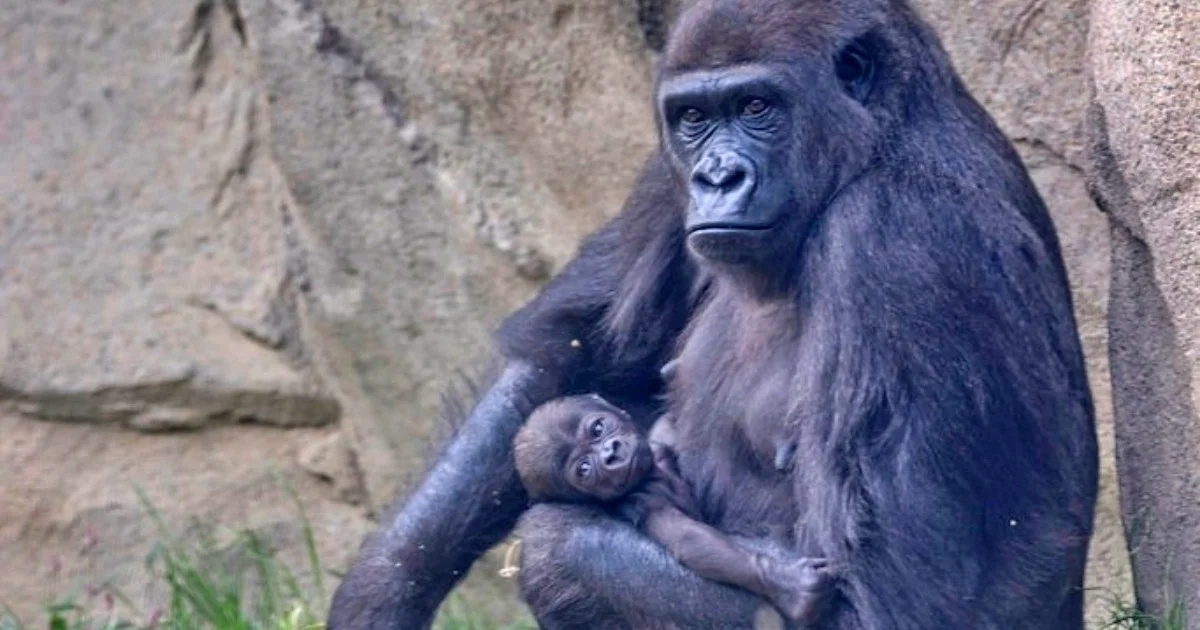 What Really Happened to Harambe? The Full Story Behind the Viral Zoo ...