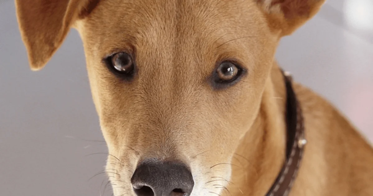 Why Do Dogs Tilt Their Heads When We Talk to Them? Experts Confirm the ...