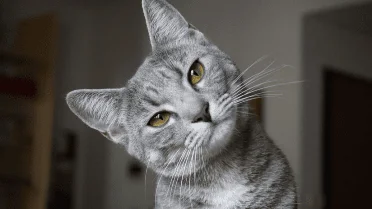 Why do cats seem evil but are so adorable? Here's the answer