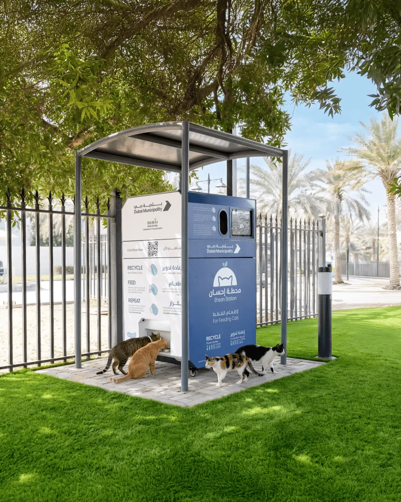 Dubai implements feeding stations for stray cats with the help of ...