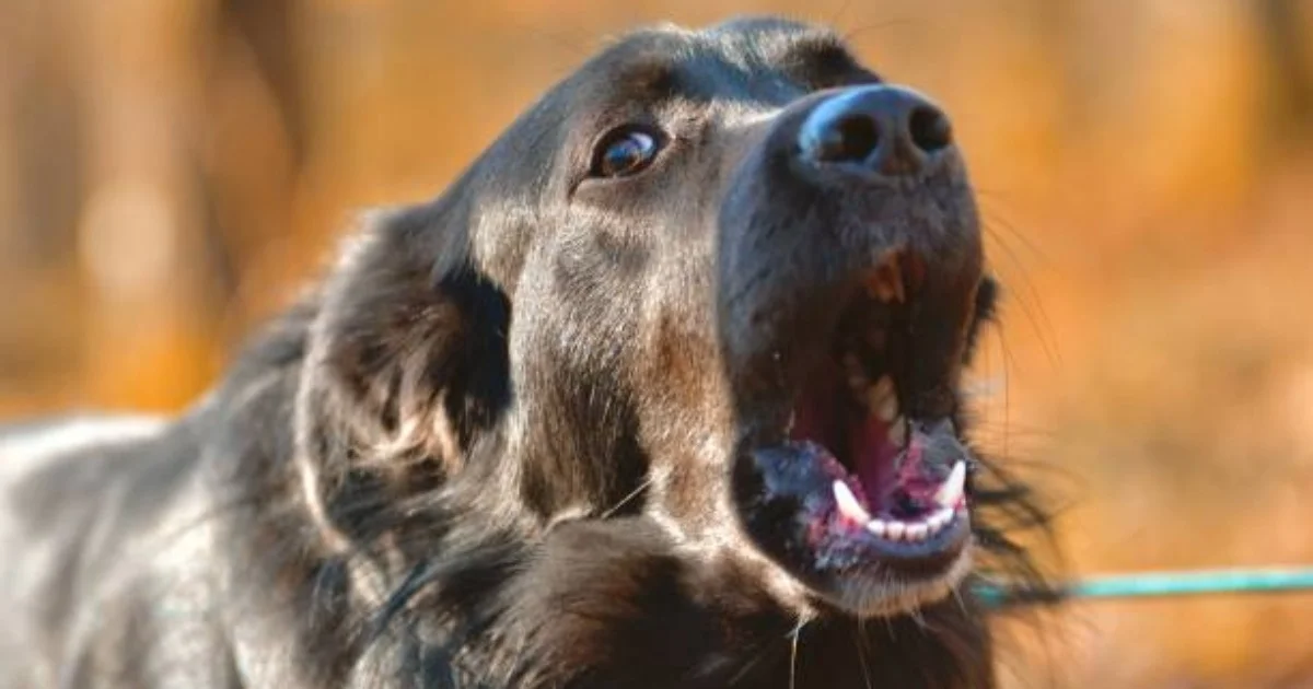 What your dog might be sensing when barking at certain people ...