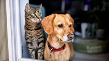 SPCA International experts reveal how a simple mistake can turn into a ...
