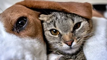 SPCA International experts reveal how a simple mistake can turn into a ...
