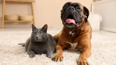 SPCA International experts reveal how a simple mistake can turn into a ...