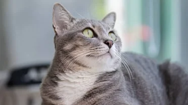 SPCA International experts reveal how a simple mistake can turn into a ...