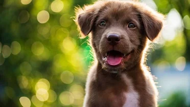 Behaviors that may indicate your pet is completely content.