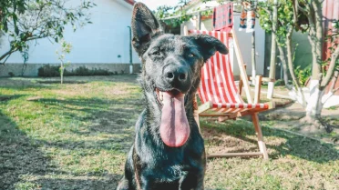 5 Dog breeds that absolutely live for the summer