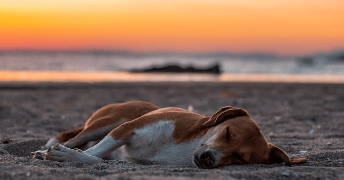 5 Dog breeds that absolutely live for the summer