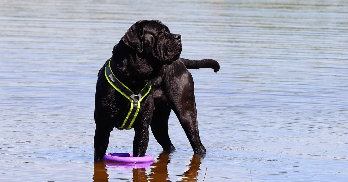 9 dog breeds that seem scary at first, but are actually pure love