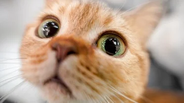 Why do cats seem evil but are so adorable? Here's the answer