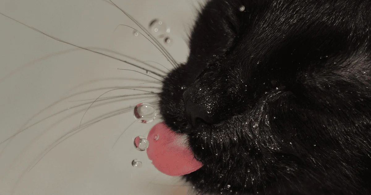 5 secret tips to keep your cat well hydrated at all times (especially ...