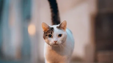 Is your cat shy or adventurous? Learn to decipher its personality
