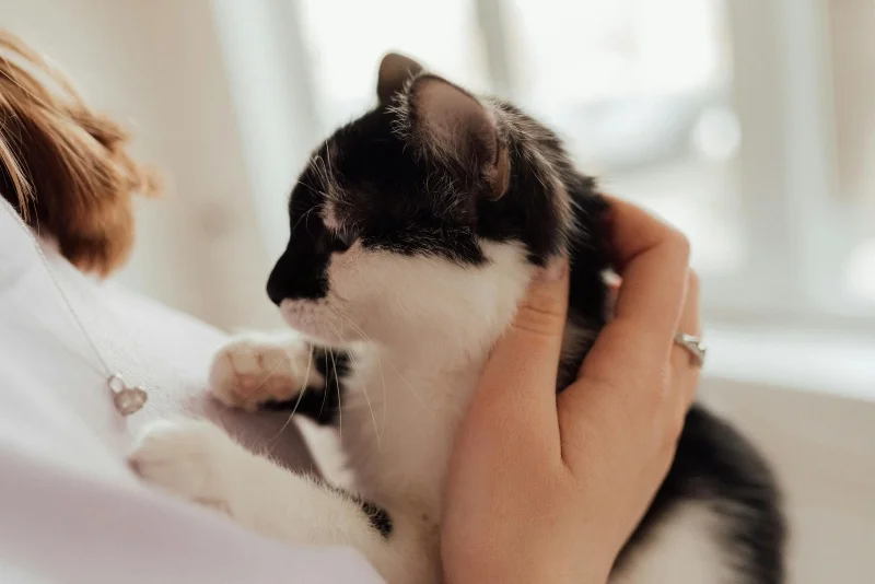Science explains why cats suddenly become extra affectionate