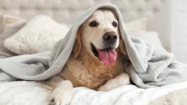 Veterinarians Reveal the Most Common Mistake Dog Owners Make Every Day