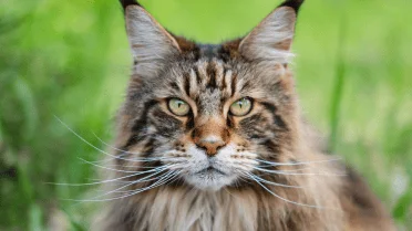 According to experts, these are the most affectionate cat breeds