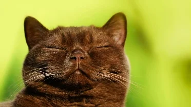 According to experts, these are the most affectionate cat breeds