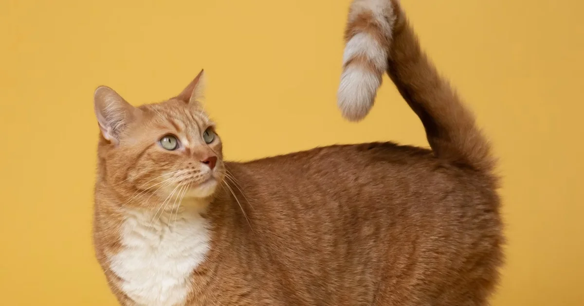 Is your cat shy or adventurous? Learn to decipher its personality