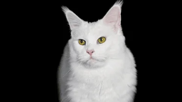 Your Birth Month Might Reveal the Cat Breed That Fits Your Personality Best
