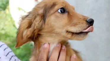 Veterinarians Explain Why Some Dogs Suddenly Change Their Behavior
