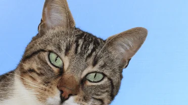 10 Royal Names to Give Your Cat the Majestic Identity They Deserve