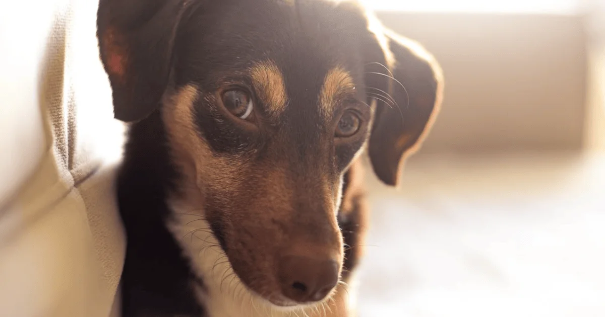 Little furry geniuses: 6 adorable ways your dog is low-key training ...