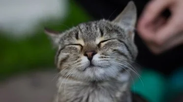 15 simple ways to make your cat happier every day
