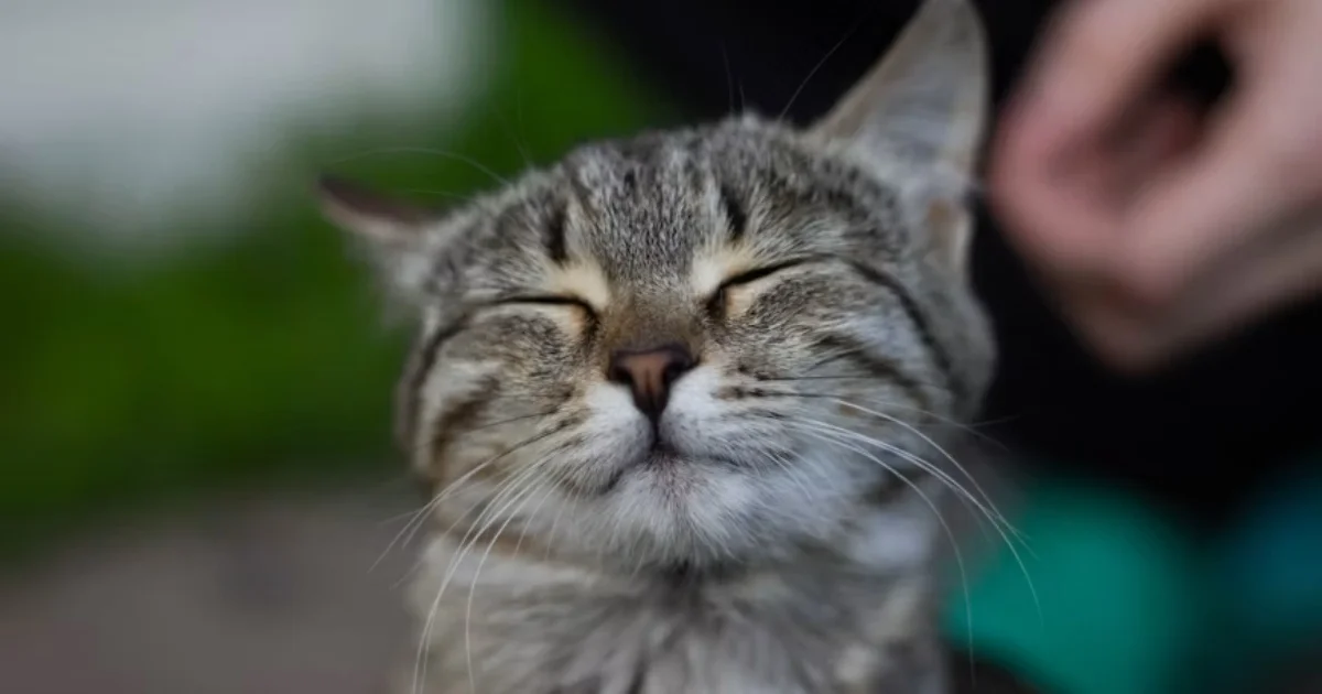 15 simple ways to make your cat happier every day