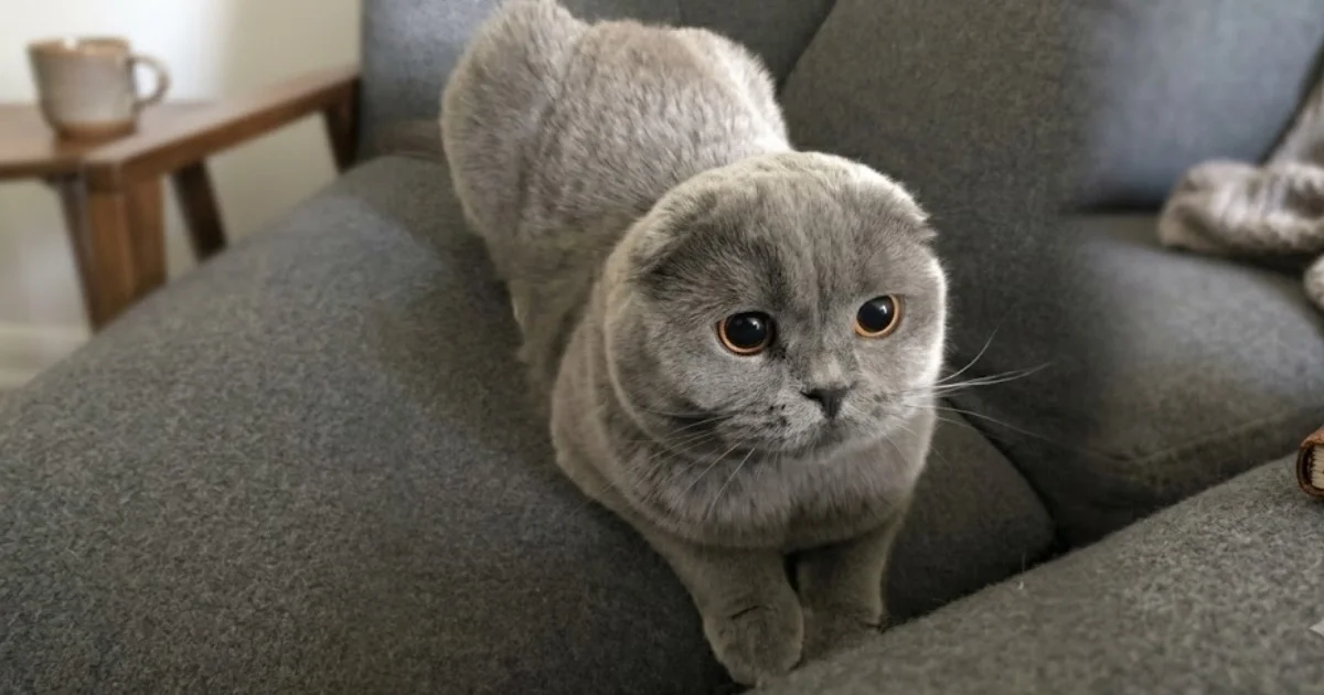 Cat breeds known for their remarkable problem-solving abilities.