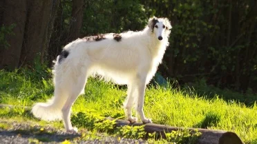 10 dog breeds with the lowest emotional intelligence (they are very ...