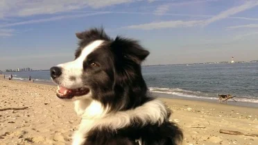The American Kennel Club Highlights These as the Smartest Dog Breeds